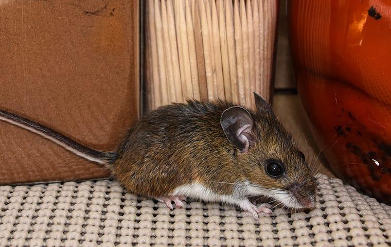 How Dangerous Is It To Have Mice In My Denver, CO Home?