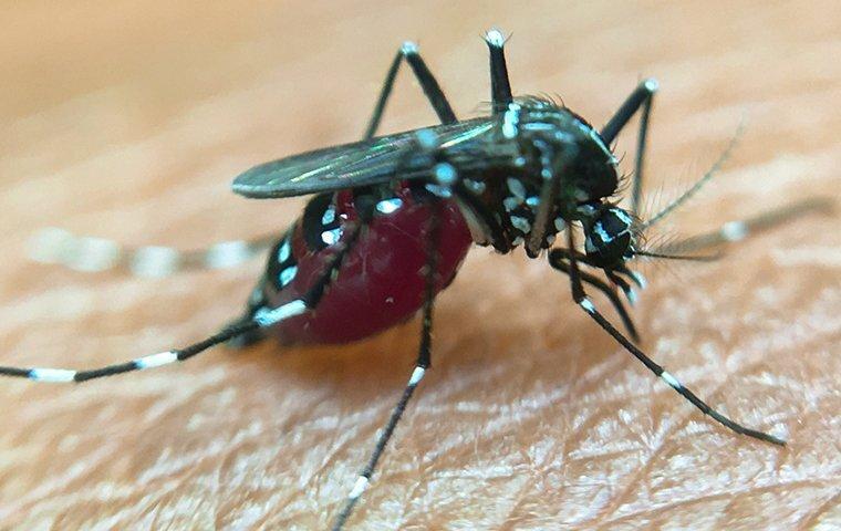 The Answers To Denver's Most Common Mosquito Questions