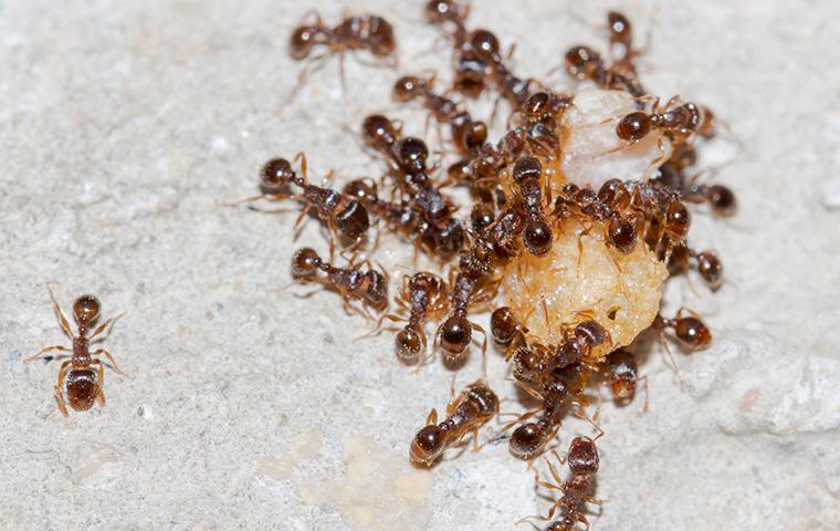 Three Simple Yet Effective Ant Prevention Tips For Phoenix Property Owners