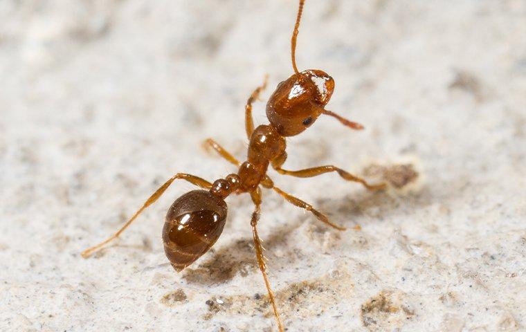 Are The Fire Ants In Houston, TX Dangerous?