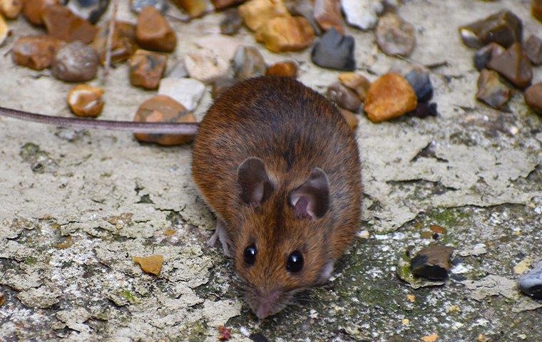 Four Effective Rodent Prevention Tips For Phoenix Property Owners