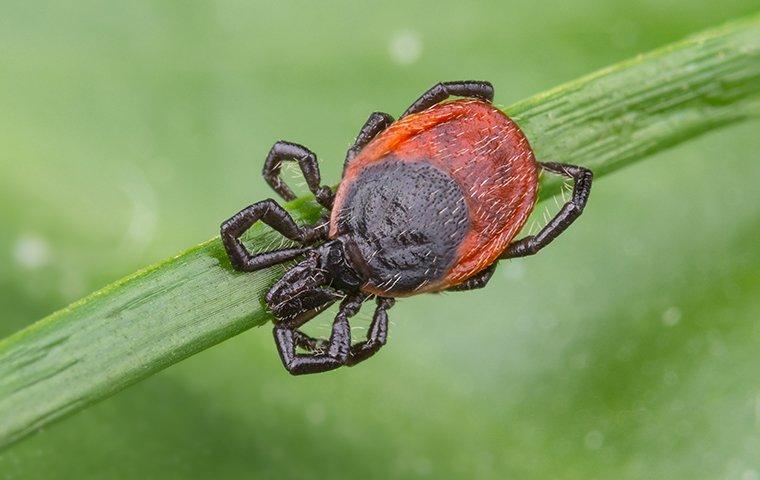 The Trick To Keeping Ticks Out Of Your Fort Worth Yard