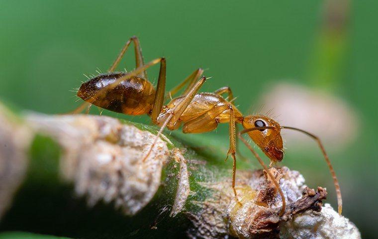Salado's Handy Guide To Crazy Ant Control