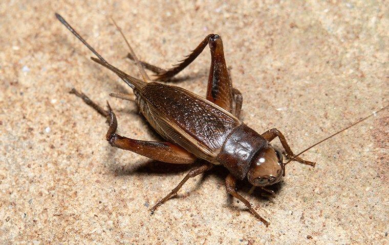 What Salt Lake City Homeowners Ought To Know About Crickets