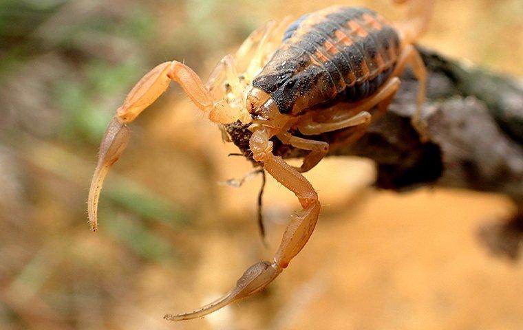 The Best Brown Bark Scorpion Control For Phoenix Properties